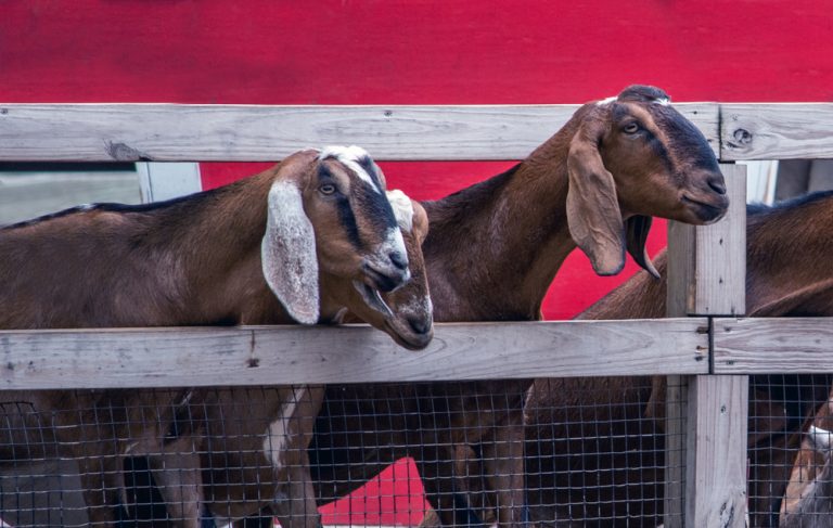 10 Amazing Benefits of Owning a Goat - Goat Journal
